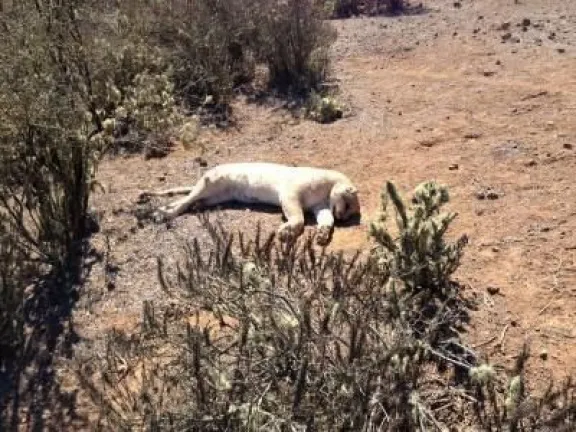 Puma encontrado muerto abre debate sobre daño que generan a crianceros ...