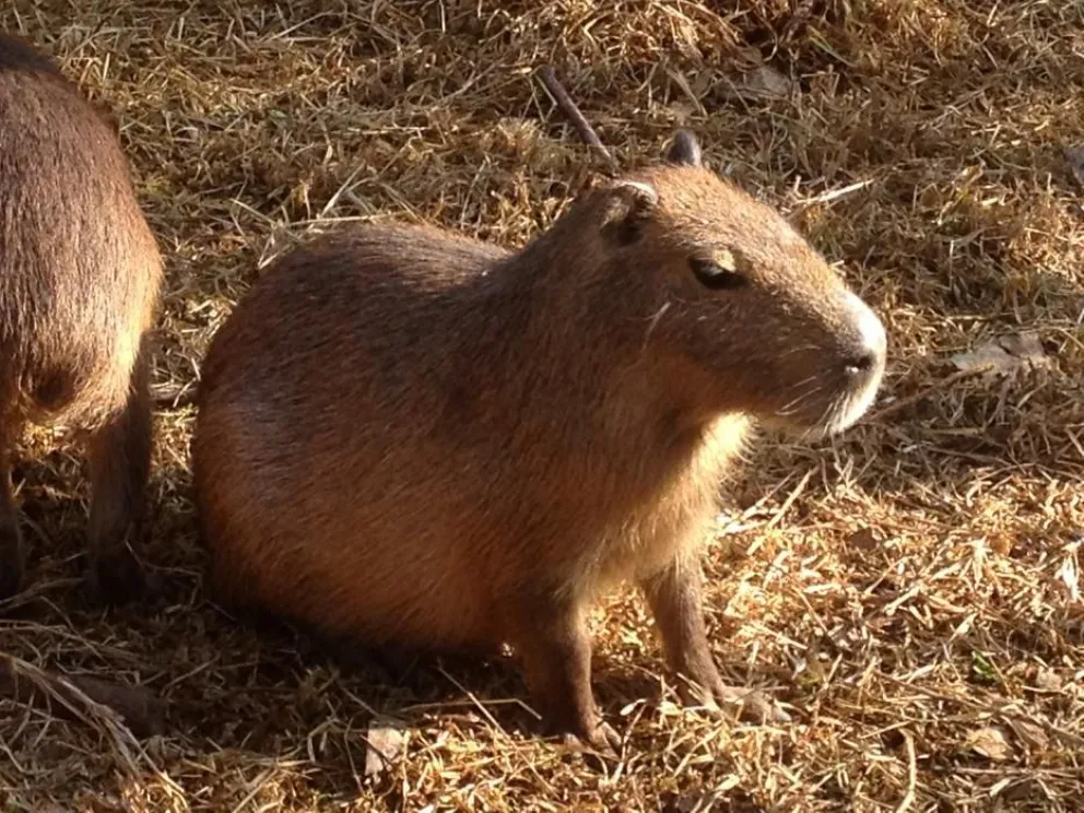 Capibaras, los roedores más grandes del mundo llegaron a la Región de ...