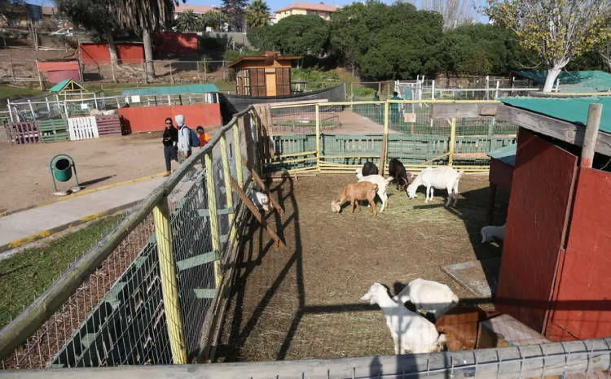 Cabra muerta genera preocupación por estado de animales en cautiverio ...