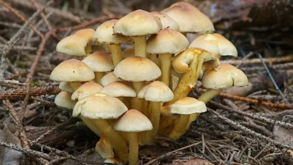 Hongos venenosos en Chile: Botánico explica cuáles son y cómo ...