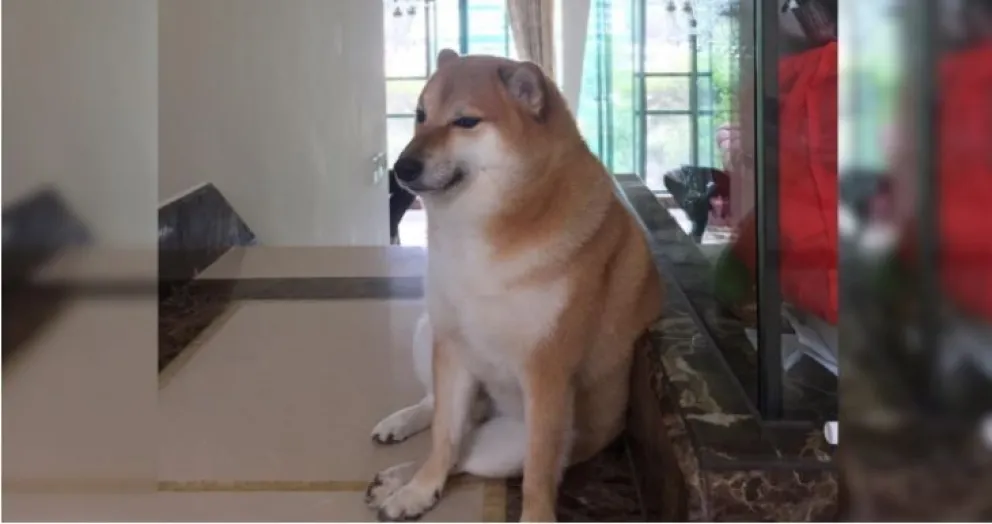 Una pena: Familia de Cheems confirma fallecimiento del perro meme más ...