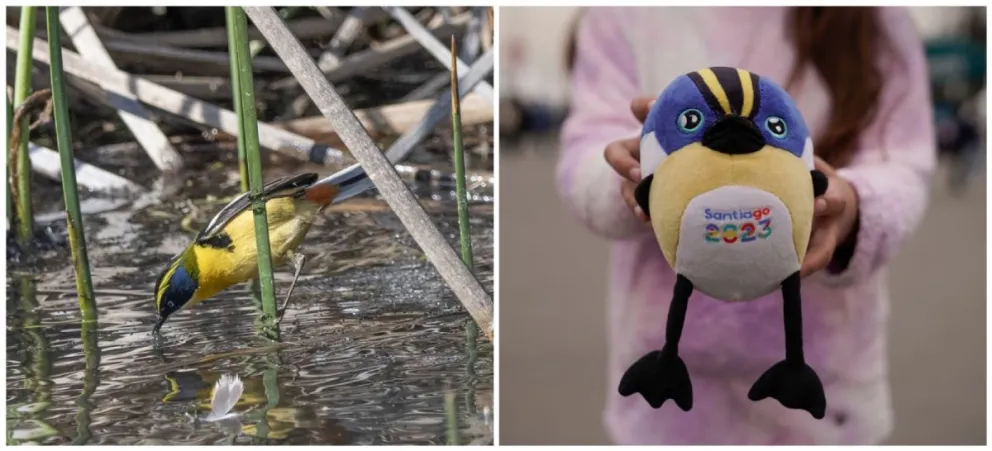 Fiu, el pájaro ícono de los Panamericanos que cumple importante rol en ...