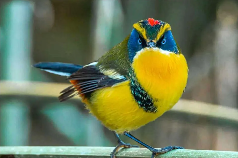 La verdadera historia de "Fiu", la mascota de siete colores de Santiago ...