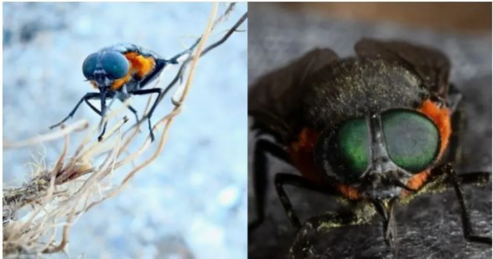 "Coliguacho": inicia temporada de este insecto en Chile, ¿Qué tan ...