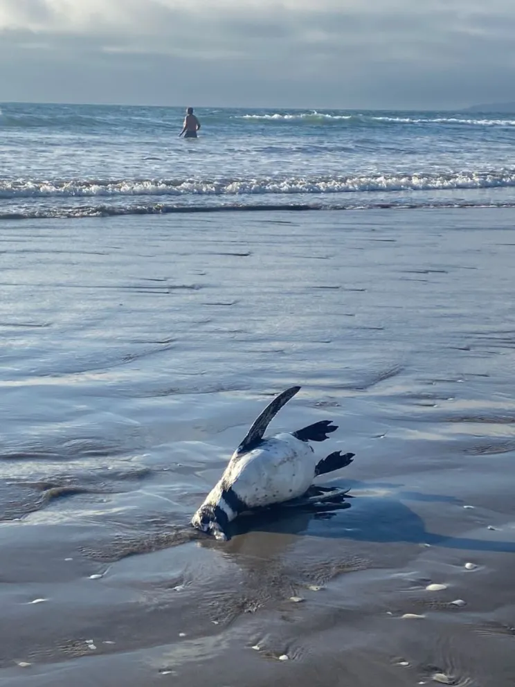 Nuevo hallazgo de pingüino muerto en playa de La Serena | Diario el Día