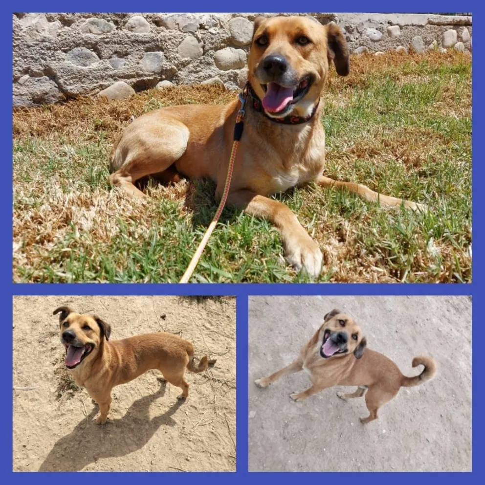 ¿Quieres adoptar a uno? Conoce a los canes que buscarán un hogar este ...