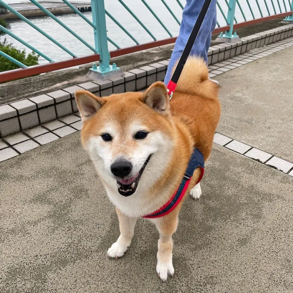 Una pena: Familia de Cheems confirma fallecimiento del perro meme más ...