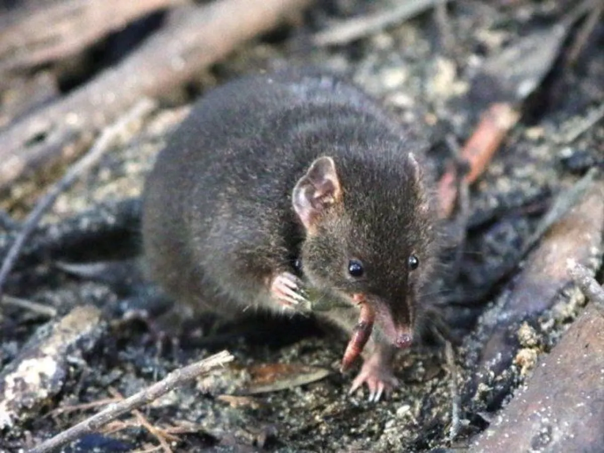 Marsupial australiano, la especie que sacrifica horas de sueño para ...