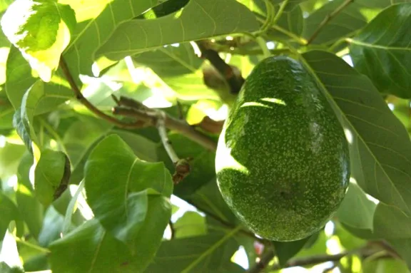 Efecto sequía: Cultivos de paltos comienzan a desaparecer en el Limarí ...