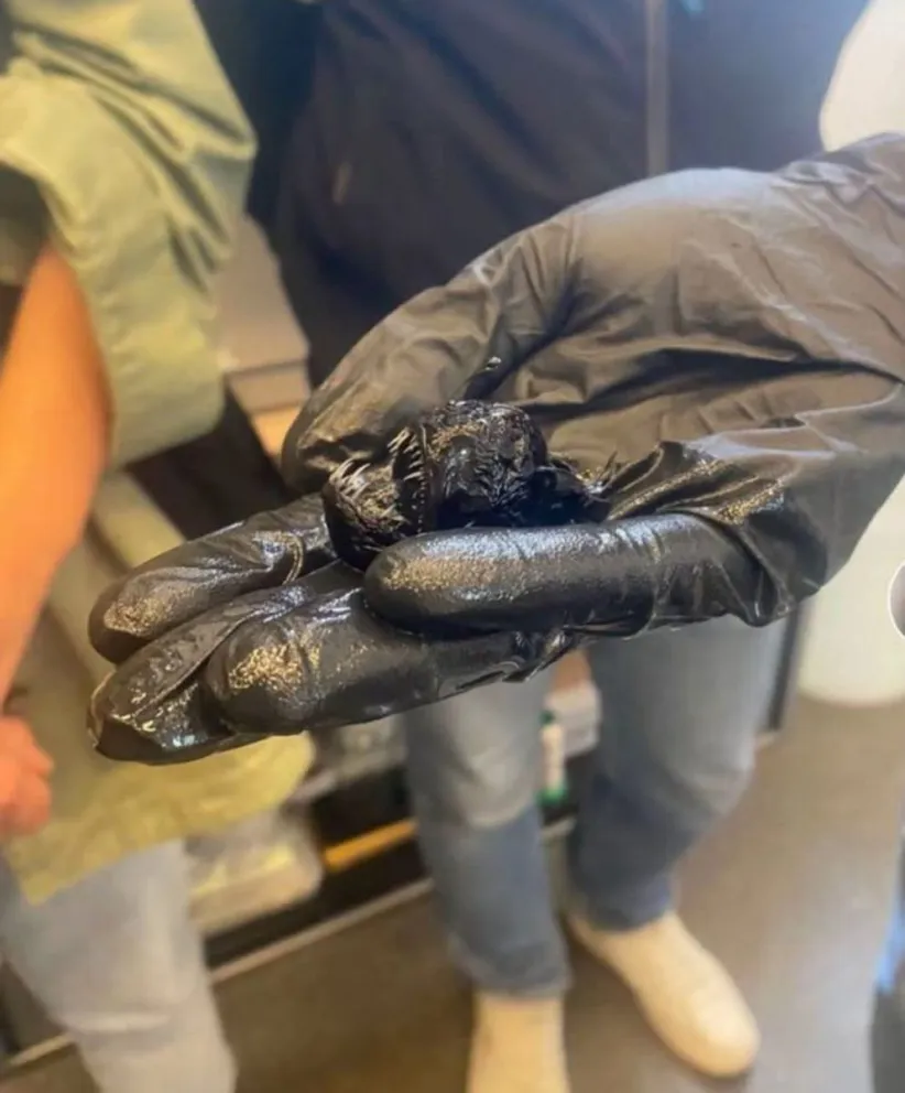 Así era el tamaño real del pez "diablo negro" avistado en la superficie ...