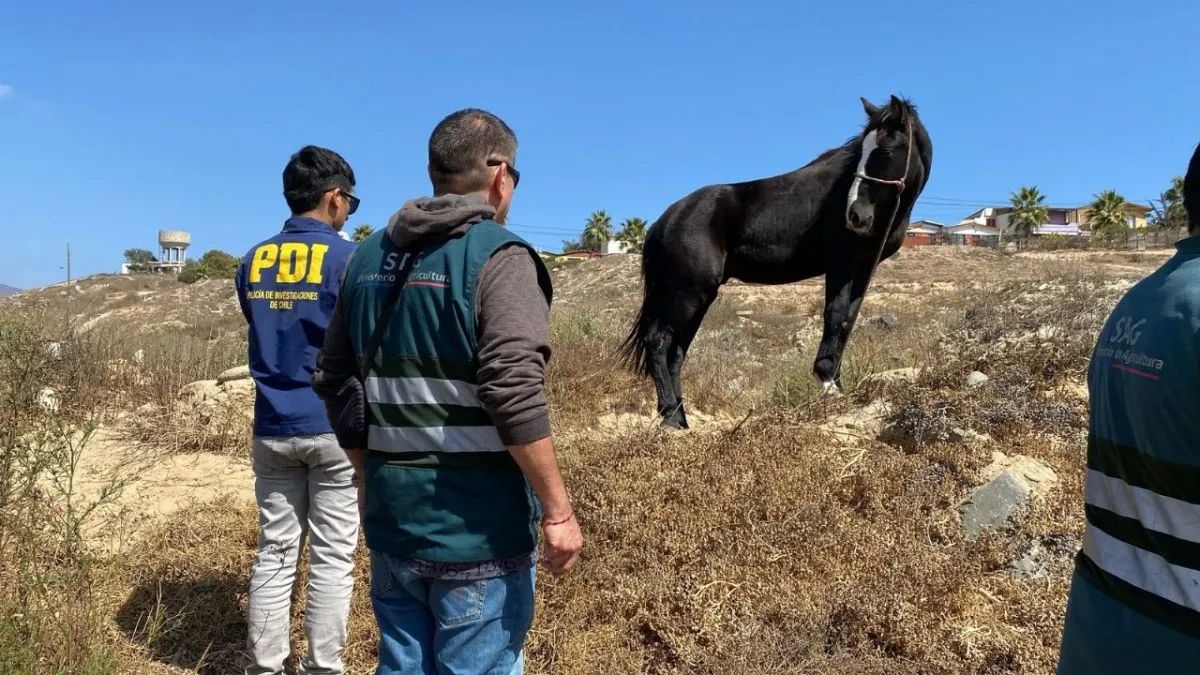 PDI detiene a dueño de caballos tras denuncia viralizada por maltrato ...