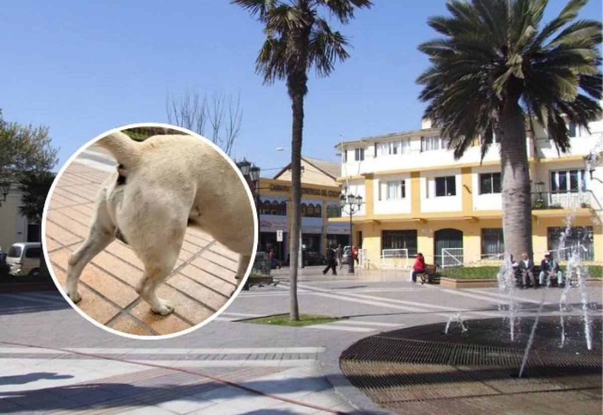 Perro es atacado con arma blanca en Coquimbo: municipio inicia ...